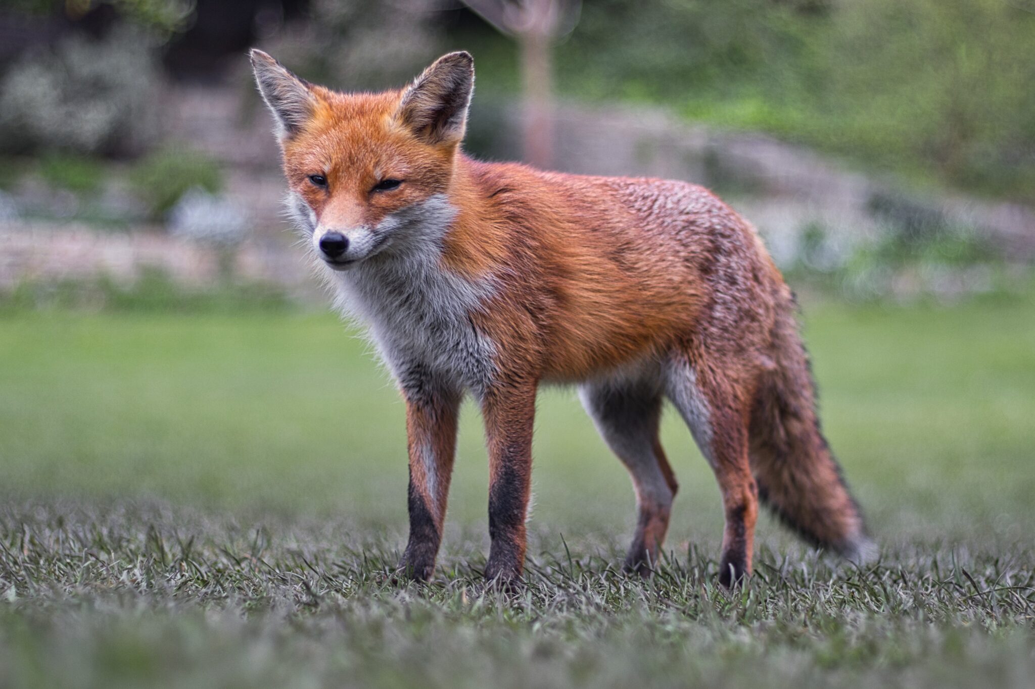 Fox Laws in the UK: Are Foxes Protected? - Coexist Wildlife