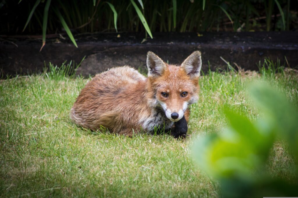 Fox-Proof Your Garden UK: Practical Guide - Coexist Wildlife
